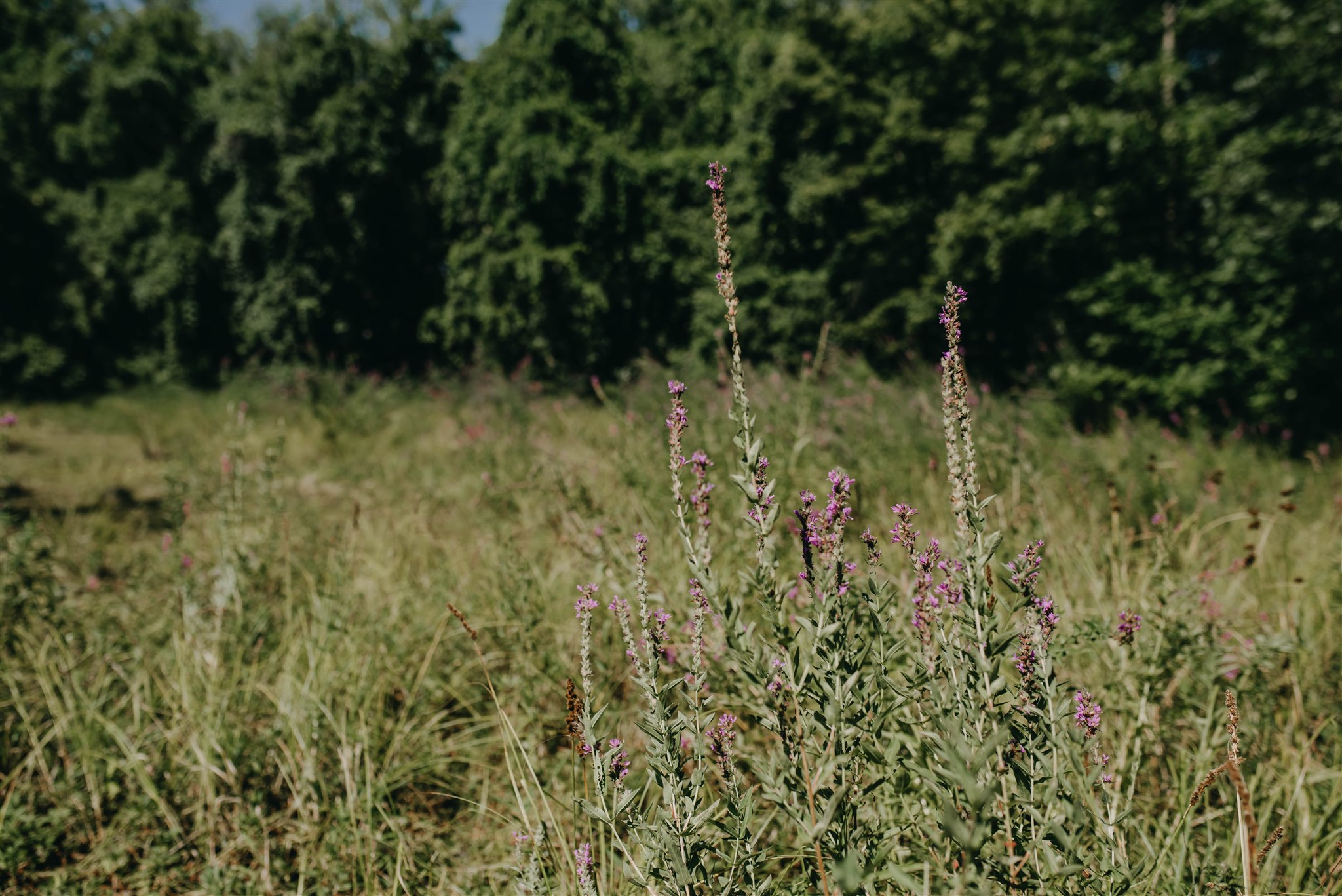 City Living Meets Country Sensibilities | Border City Living